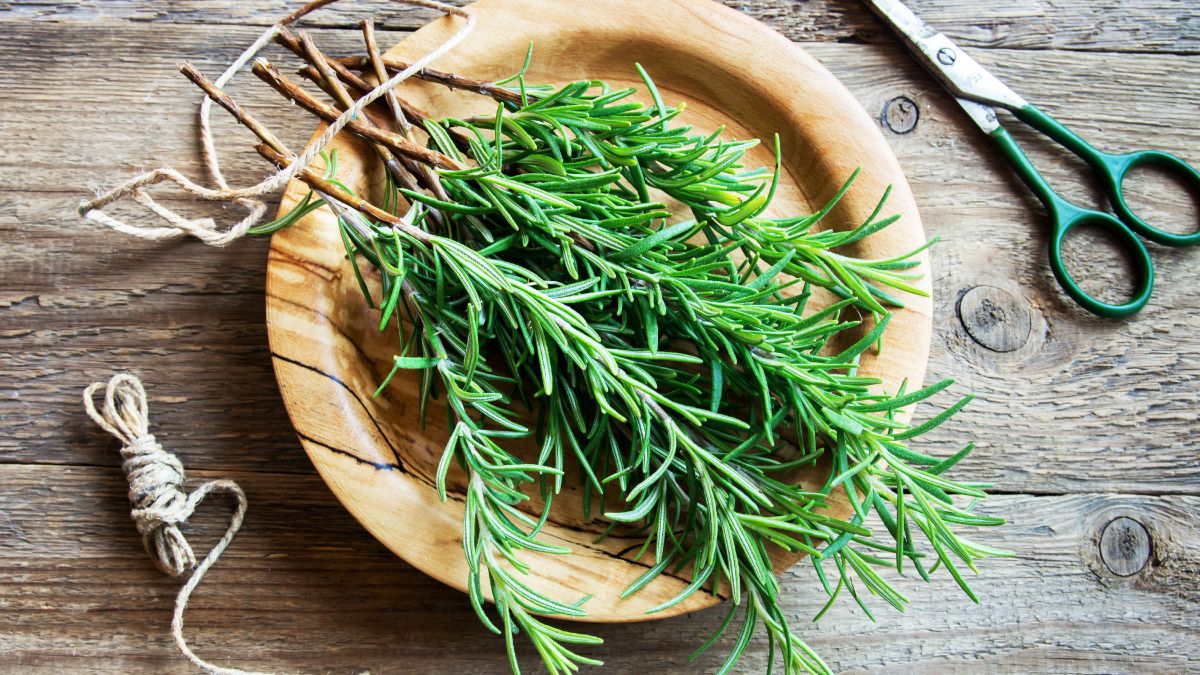 Rosmarino proprietà e ricette per il benessere del nostro corpo